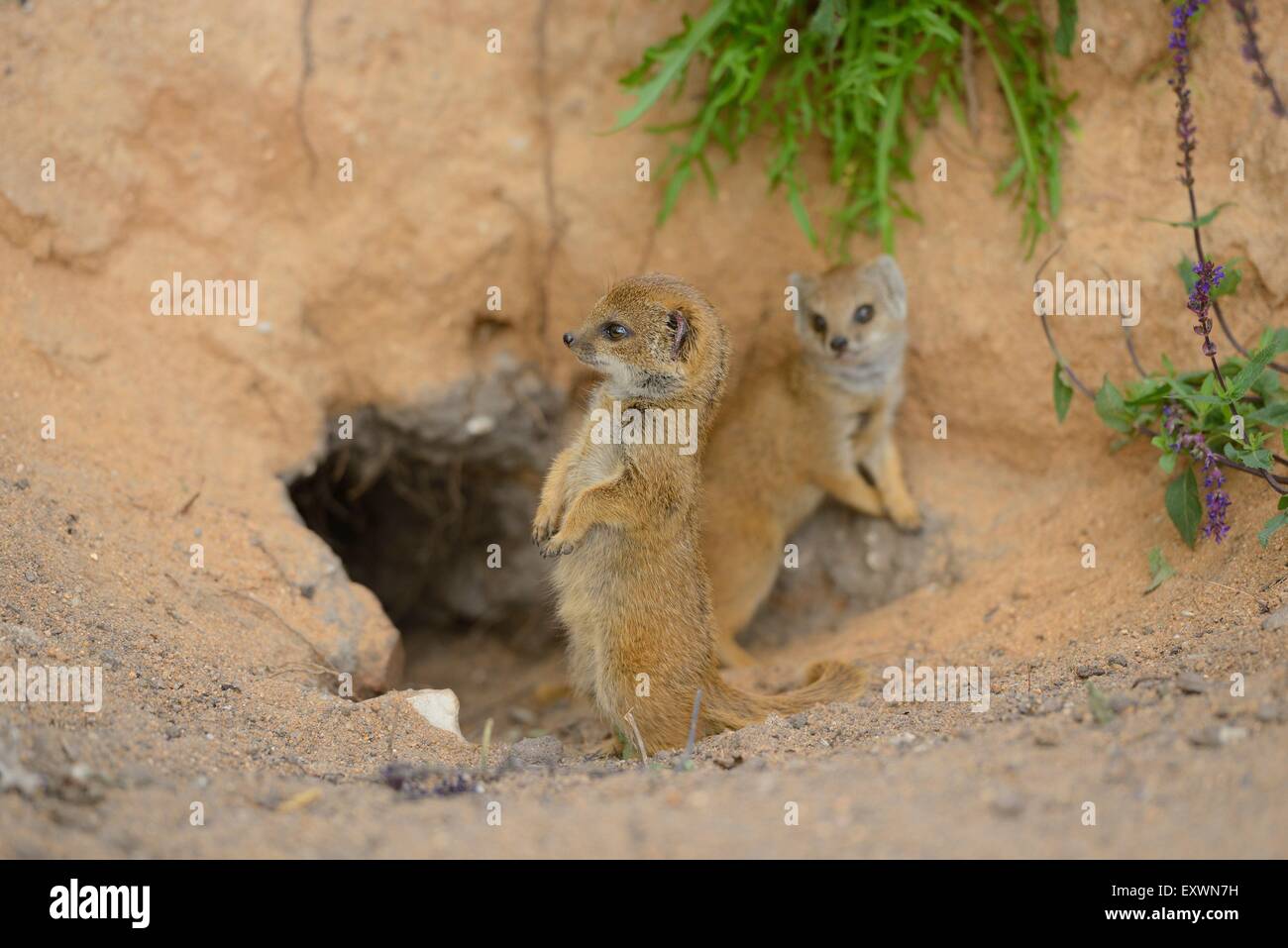 Mongoose body hi-res stock photography and images - Alamy