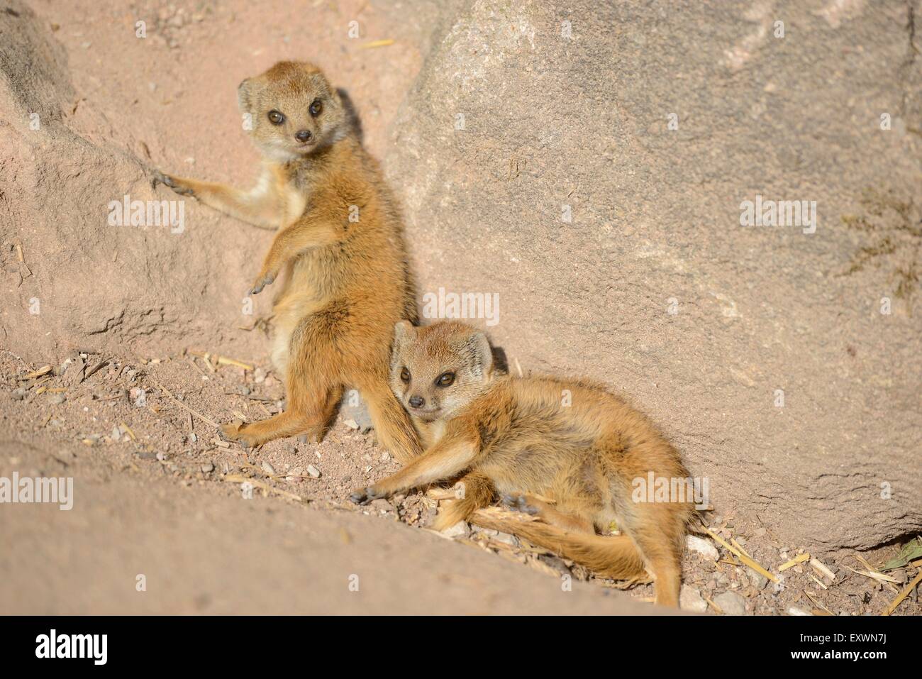 Mongoose Body High Resolution Stock Photography and Images - Alamy