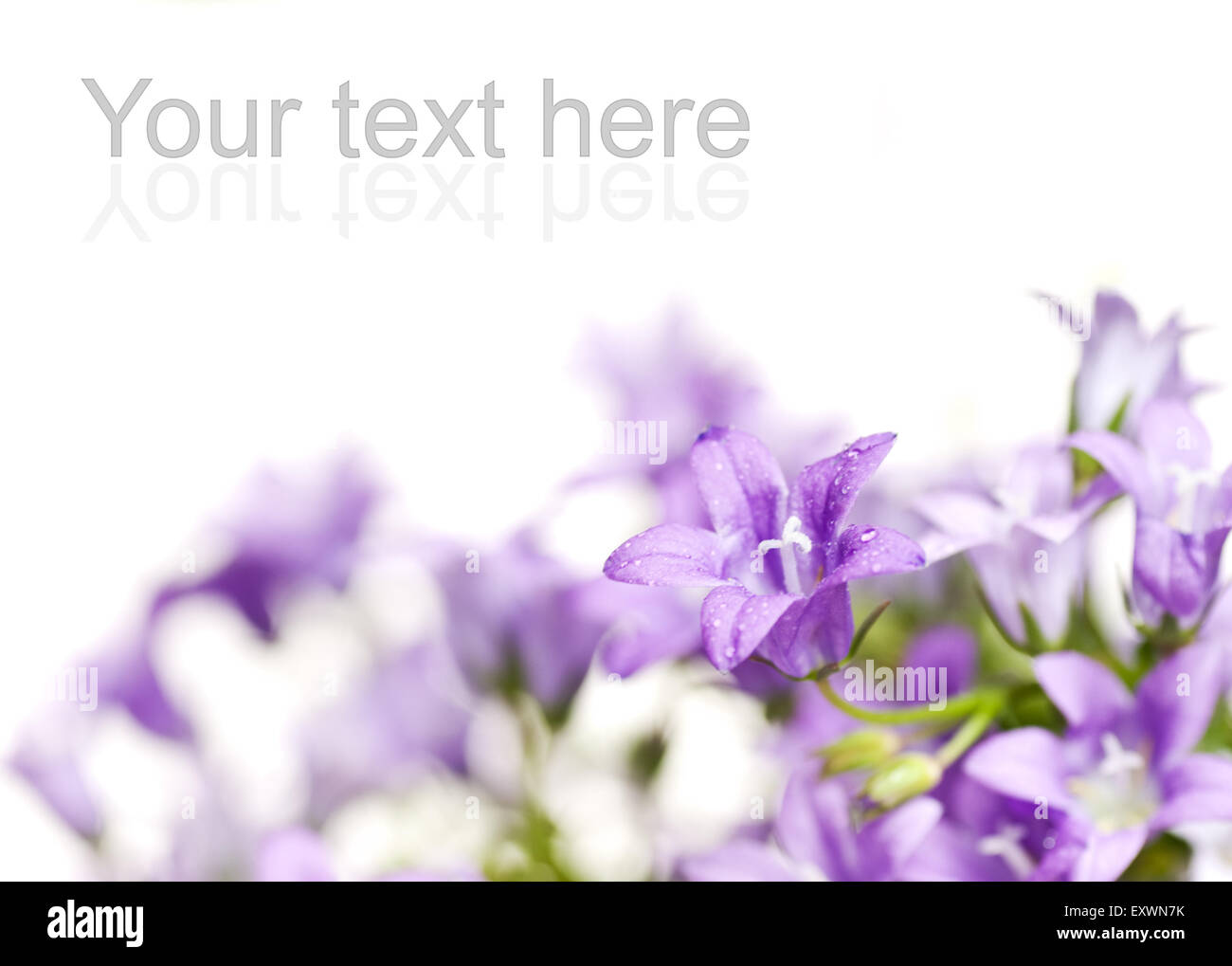 Beautiful fresh flowers over white background Stock Photo - Alamy