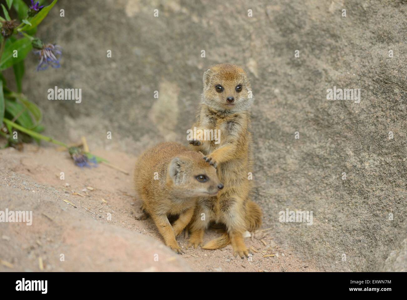 Mongoose body hi-res stock photography and images - Alamy
