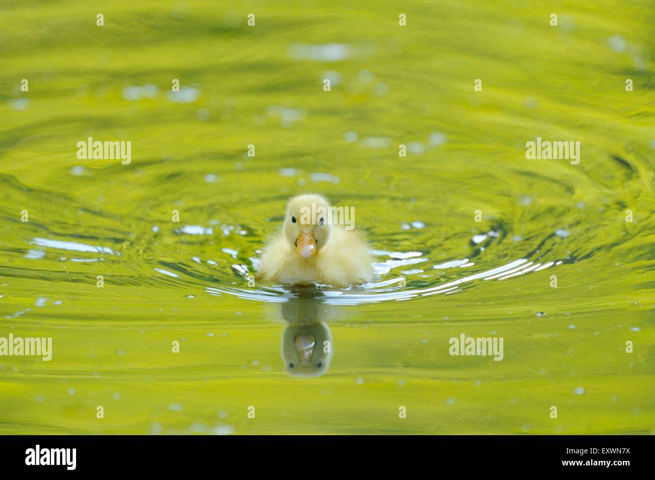 Long Island duck chick in water Stock Photo - Alamy