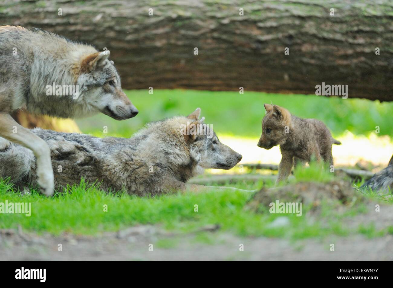 Wolf europe hi-res stock photography and images - Alamy
