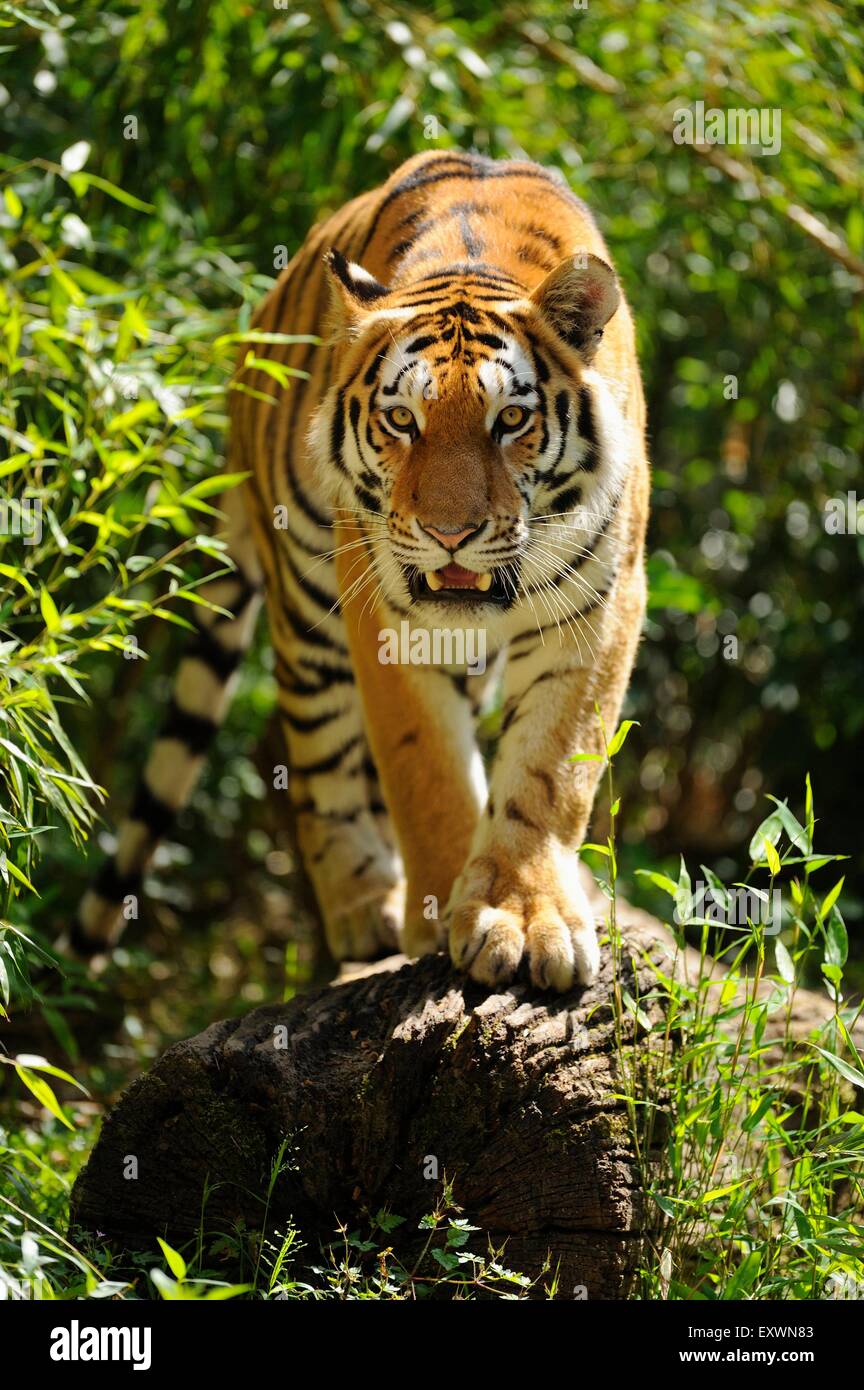 Siberian tiger, Bavaria, Germany Stock Photo - Alamy