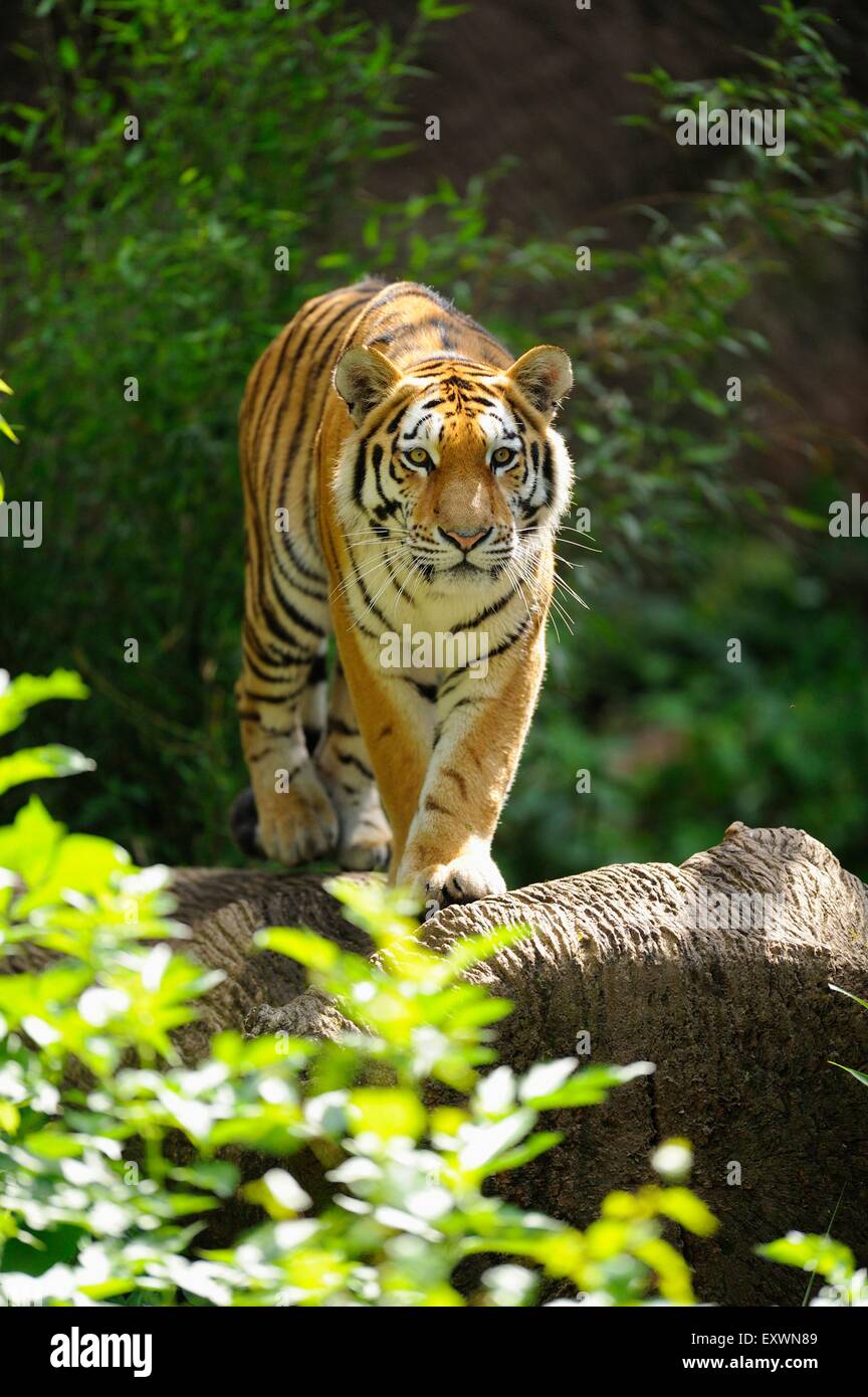 Siberian tiger, Bavaria, Germany Stock Photo - Alamy