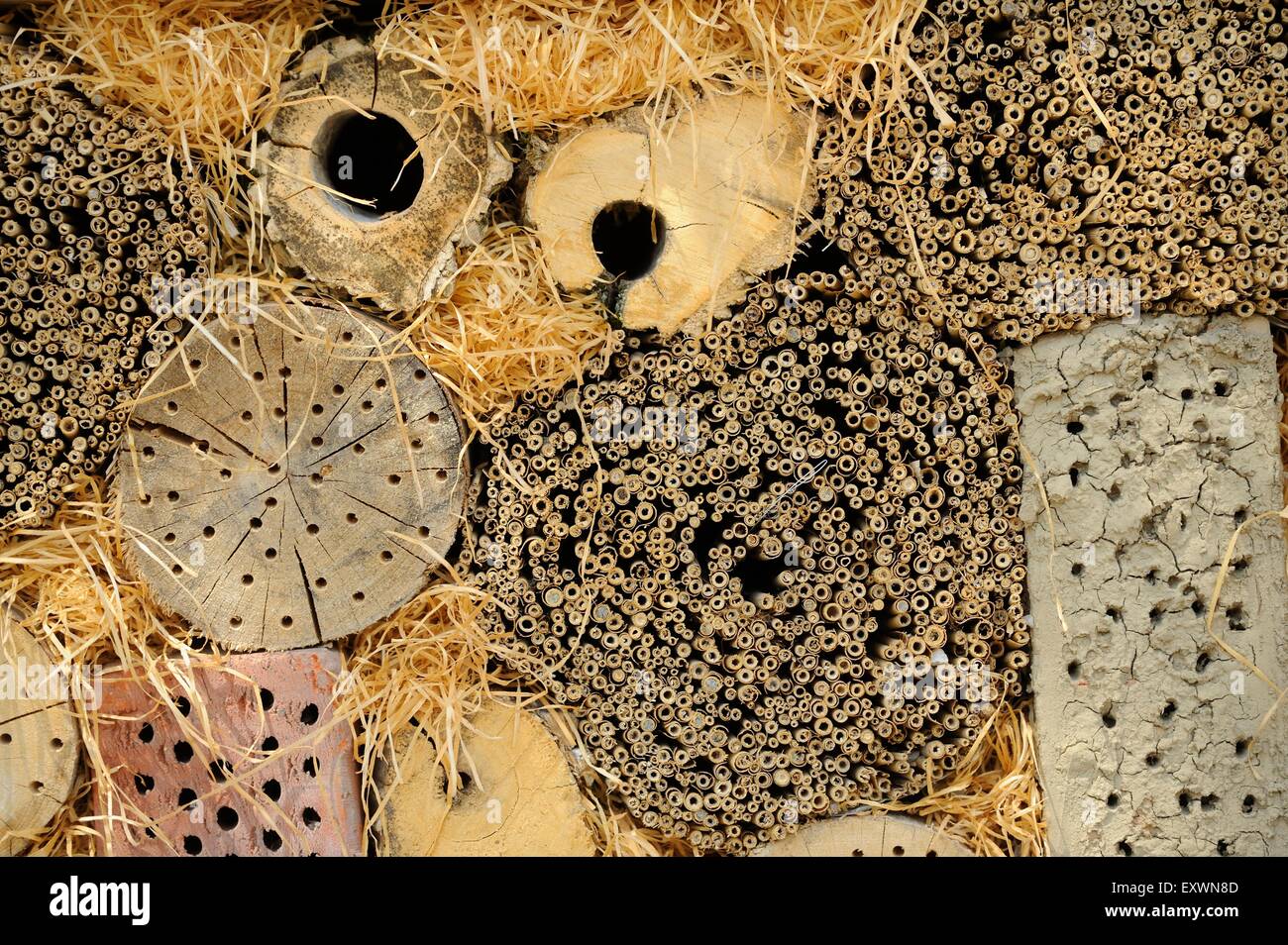 Wild bee nesting place Stock Photo - Alamy