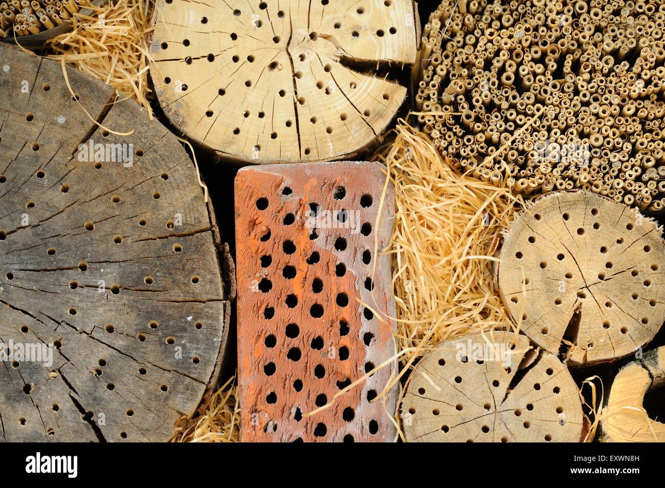 Wild bee nesting place Stock Photo - Alamy
