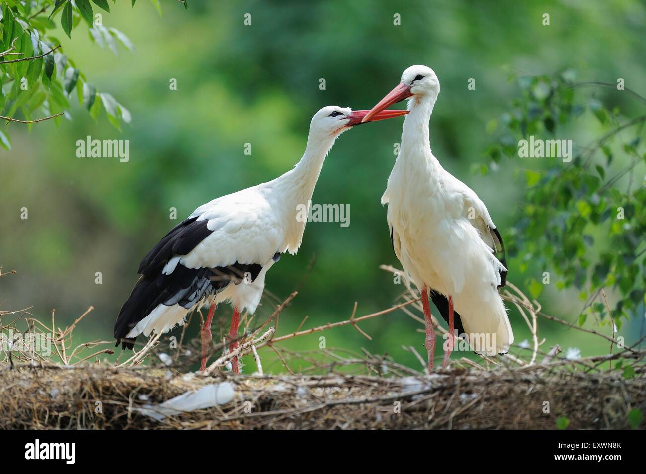 Storks hi-res stock photography and images - Alamy