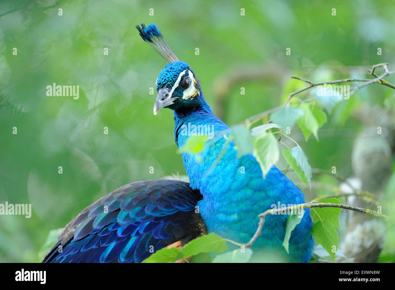 Peafowl colors hi-res stock photography and images - Alamy