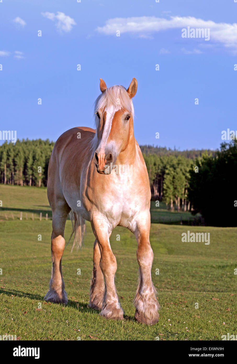 Draft horse standing hi-res stock photography and images - Alamy
