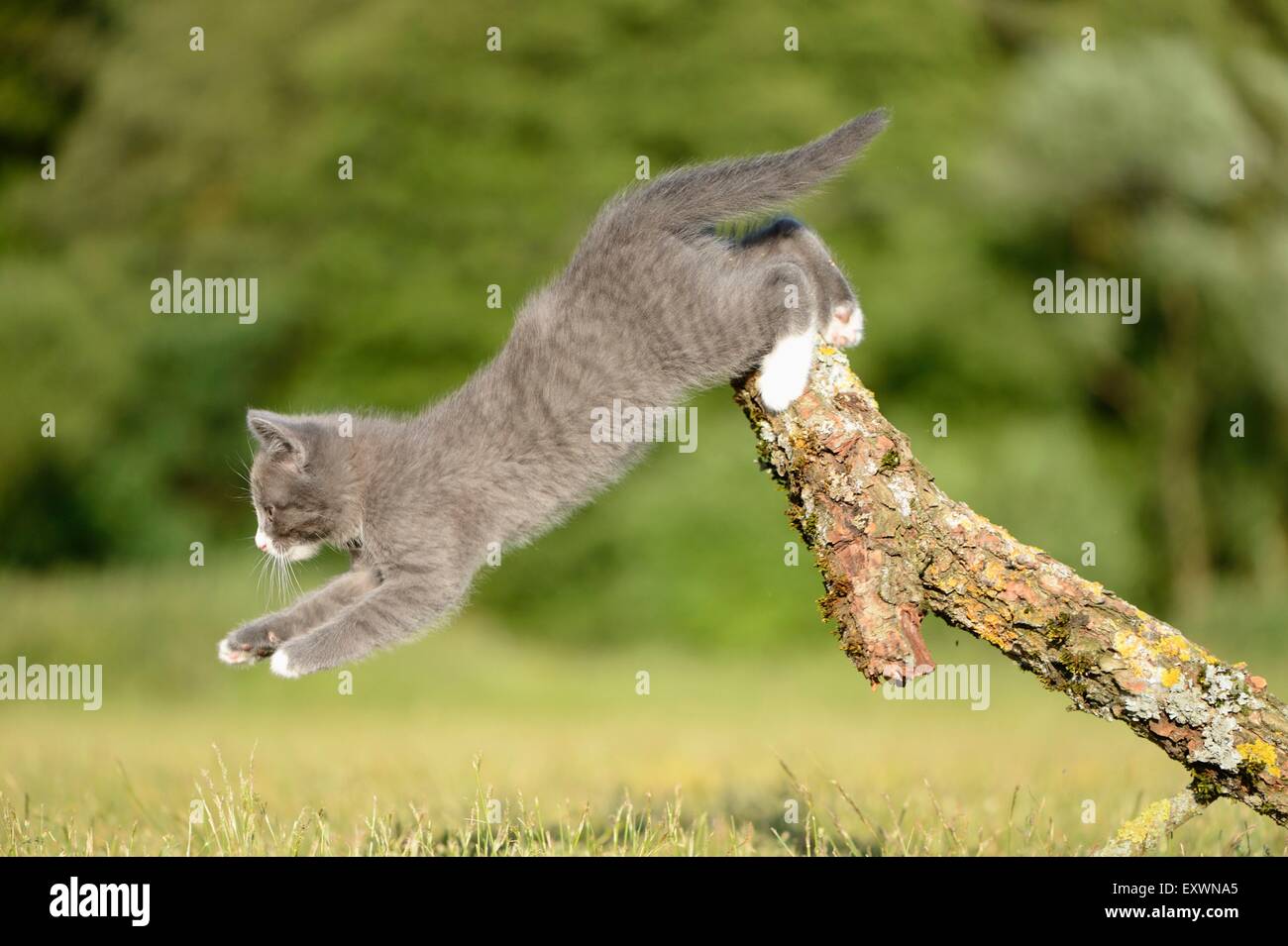 Kitten jumping from branch Stock Photo - Alamy