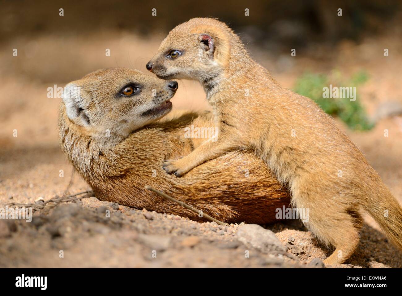 Mongoose view hi-res stock photography and images - Alamy