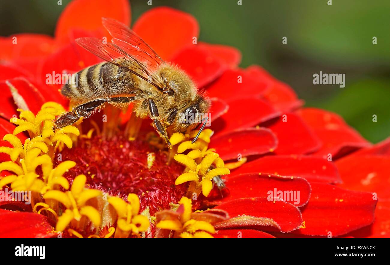 Bee foraging nectar Stock Photo - Alamy