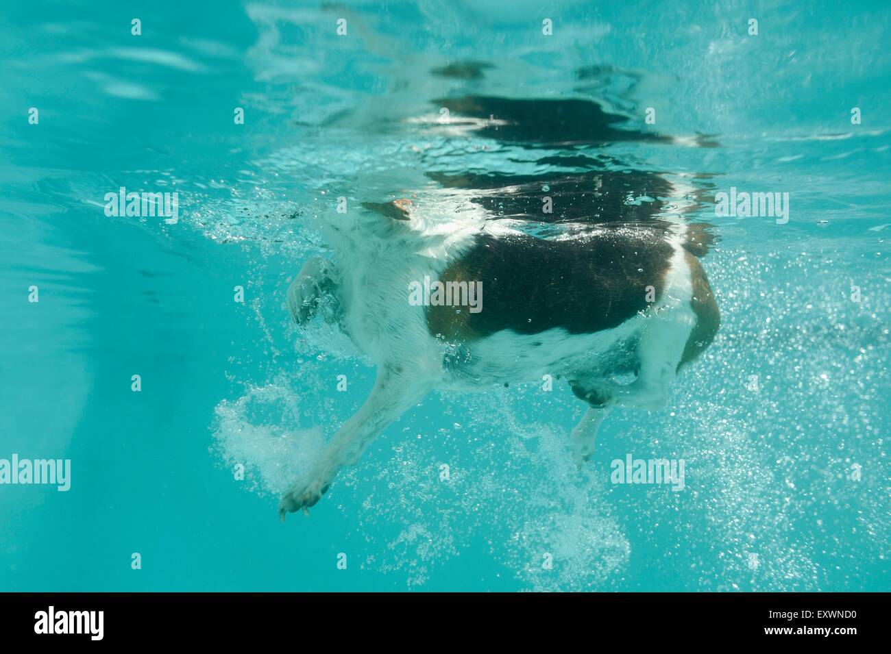 Beagle swimming in a pool Stock Photo - Alamy