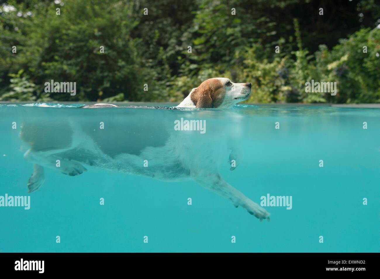 Beagle swimming in a pool Stock Photo - Alamy