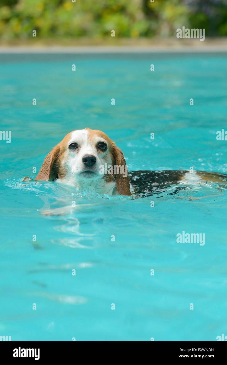 Beagle swimming in a pool Stock Photo - Alamy