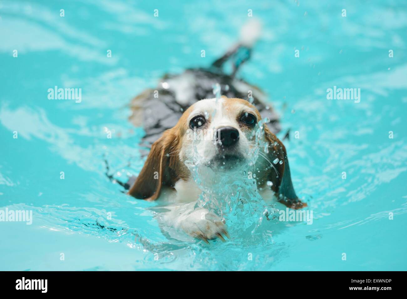 Beagle swimming in a pool Stock Photo - Alamy