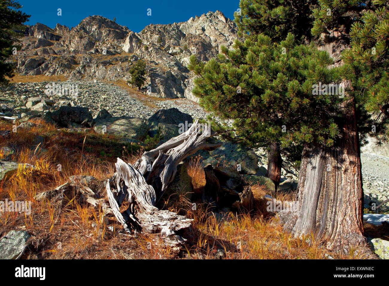 Mountainscape with pine tree, Silvaplana, Upper Engadine, Switzerland ...