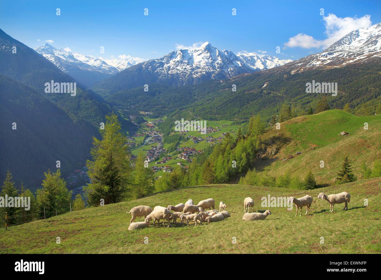 Sheep in austria hi-res stock photography and images - Alamy