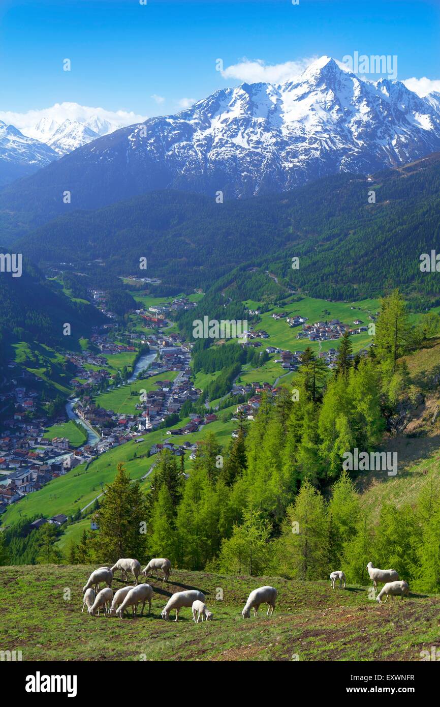 Flock of sheep in Oetztal Alps, Tyrol, Austria Stock Photo - Alamy
