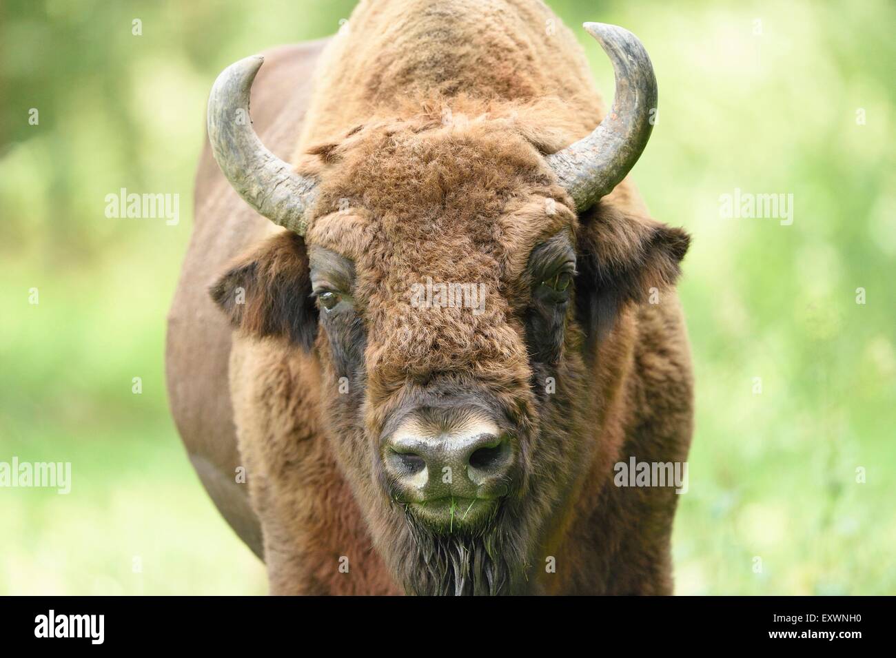 European bison, portrait Stock Photo - Alamy