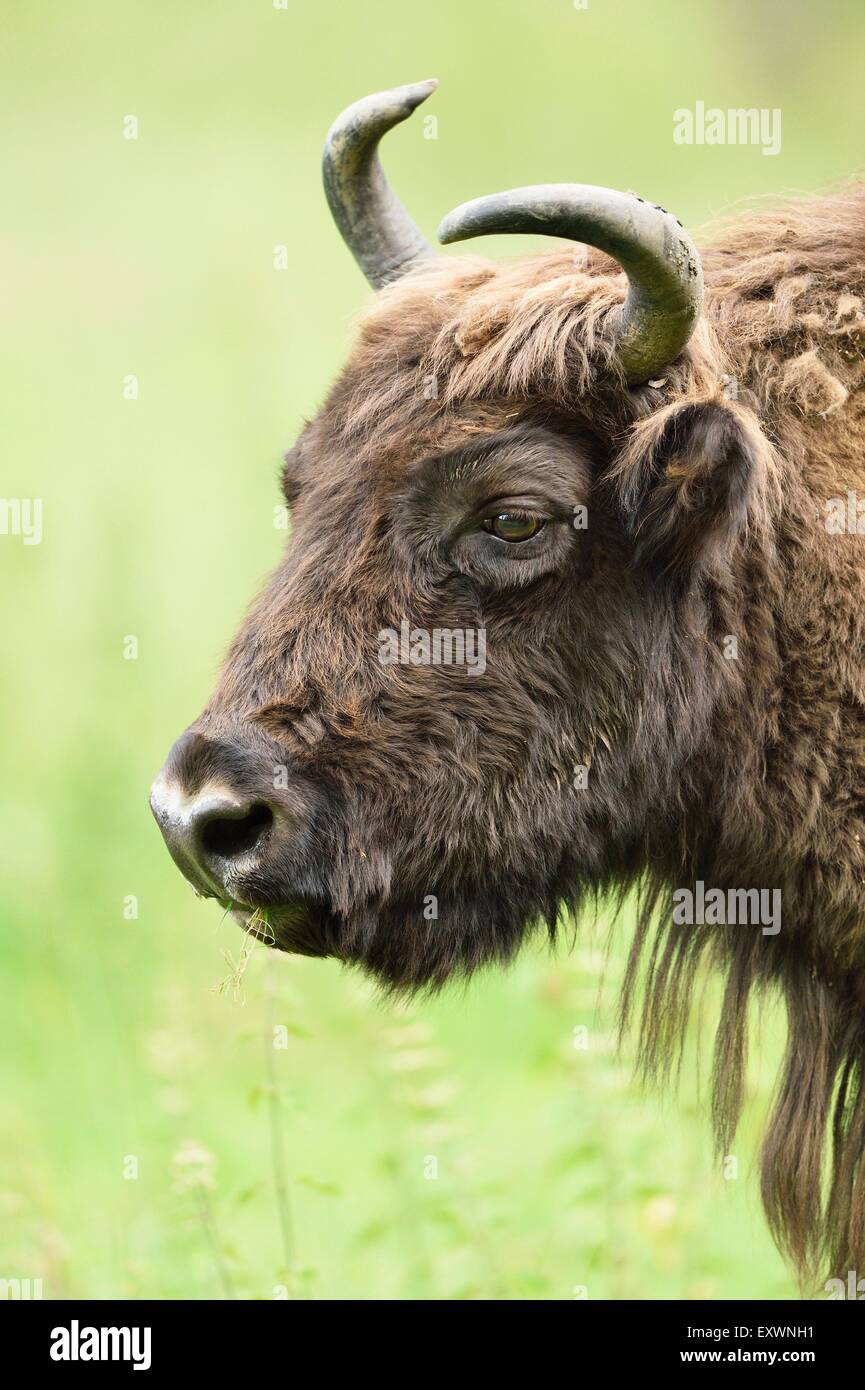 European bison, portrait Stock Photo - Alamy