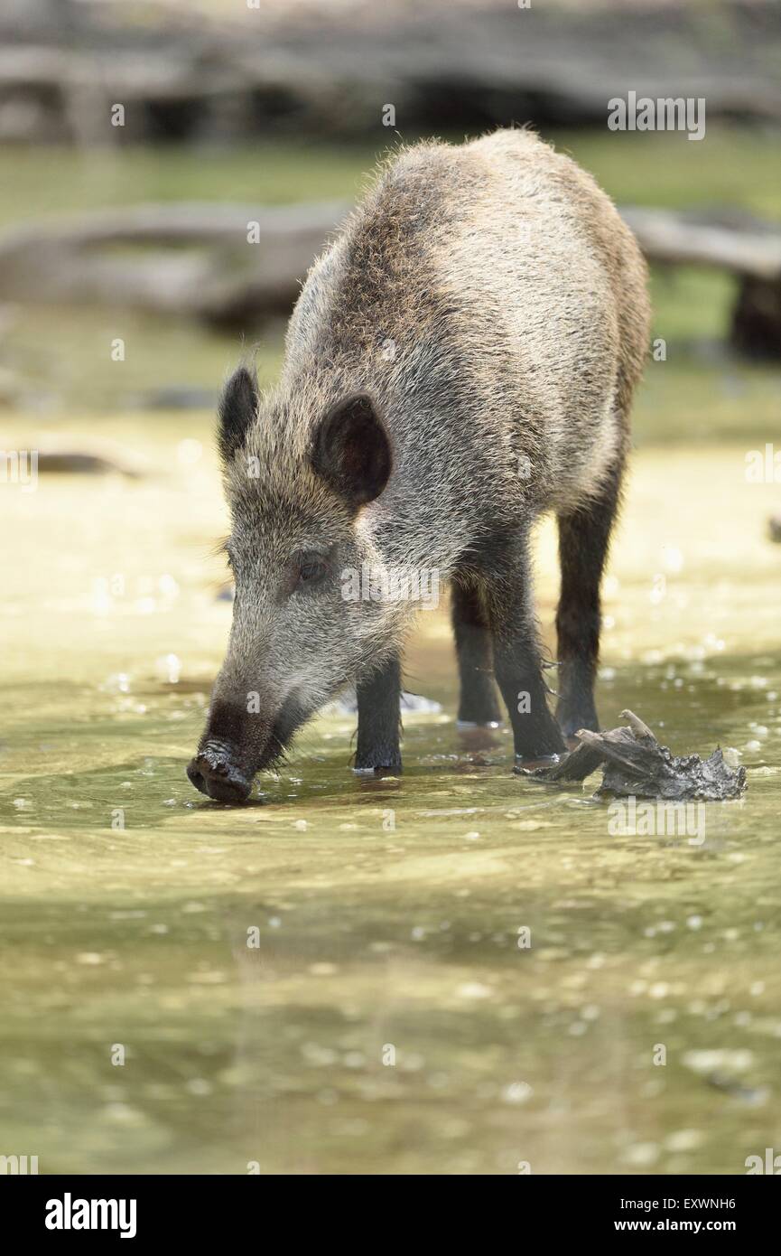 Body in lake hi-res stock photography and images - Alamy
