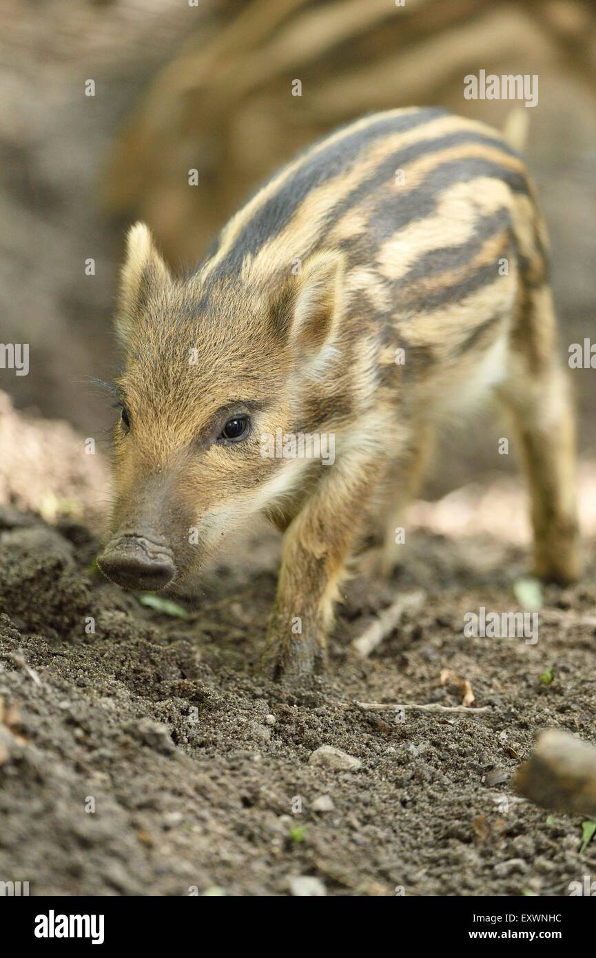 Wild boar colored hi-res stock photography and images - Alamy