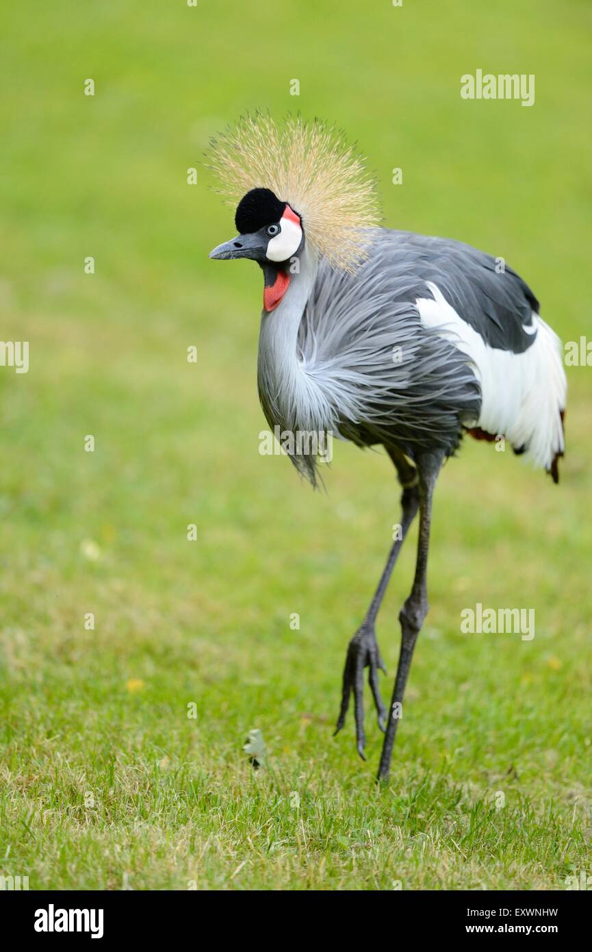 Crane movement hi-res stock photography and images - Alamy