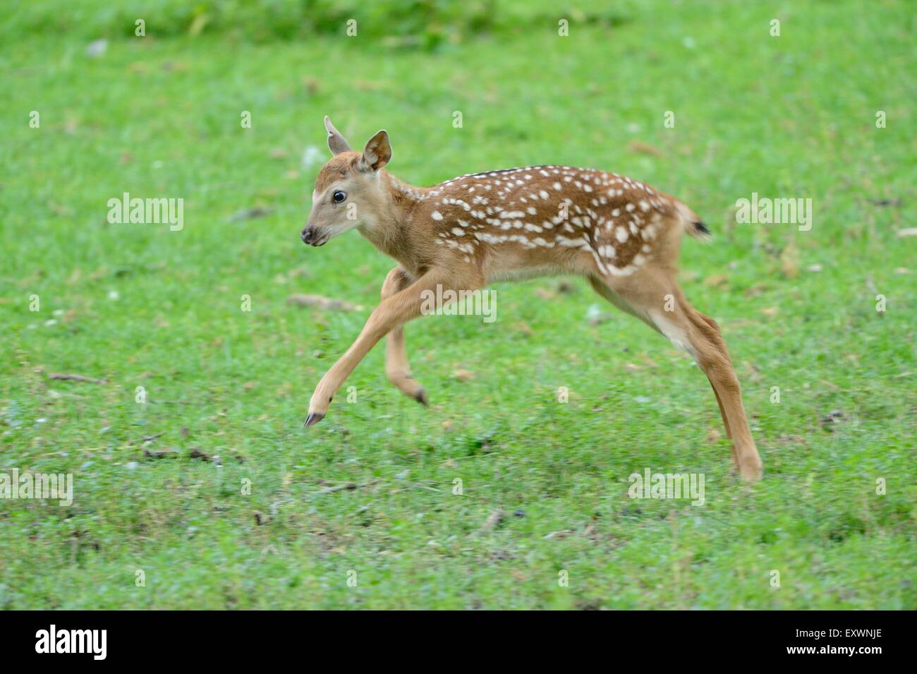 Fawn Running