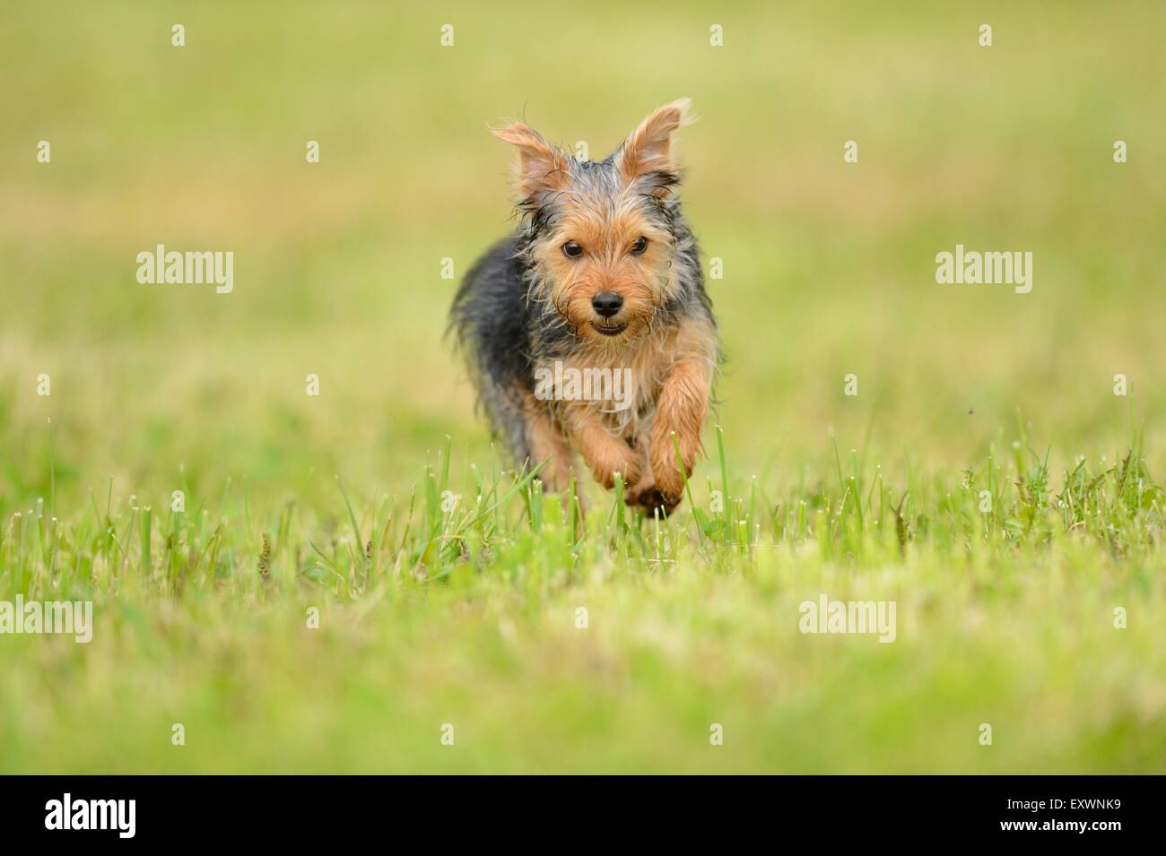 Yorkshire Terrier puppy running on a meadow Stock Photo - Alamy