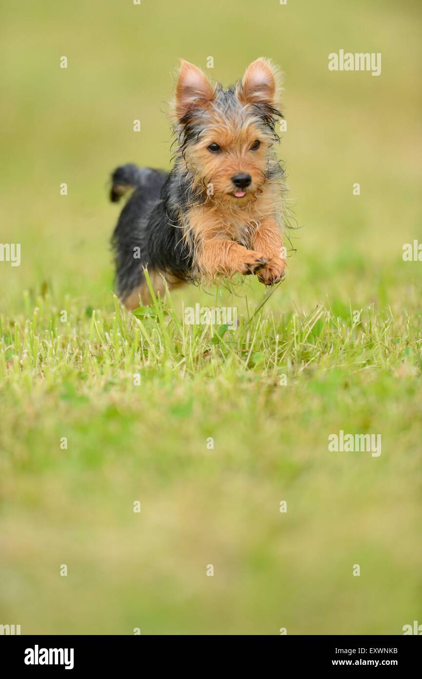 Yorkshire Terrier puppy running on a meadow Stock Photo - Alamy