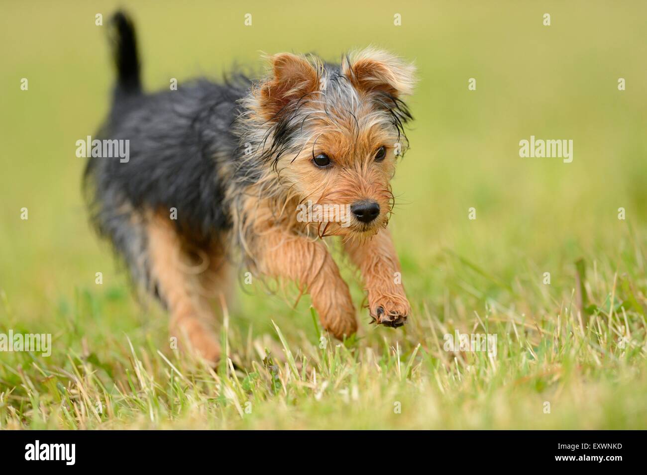 Yorkshire Terrier puppy running on a meadow Stock Photo - Alamy