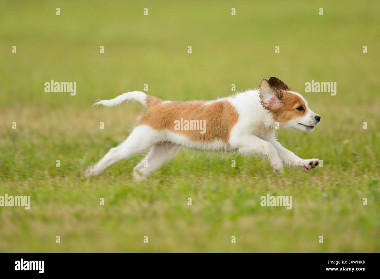 Dog running side view of dog hi-res stock photography and images - Alamy