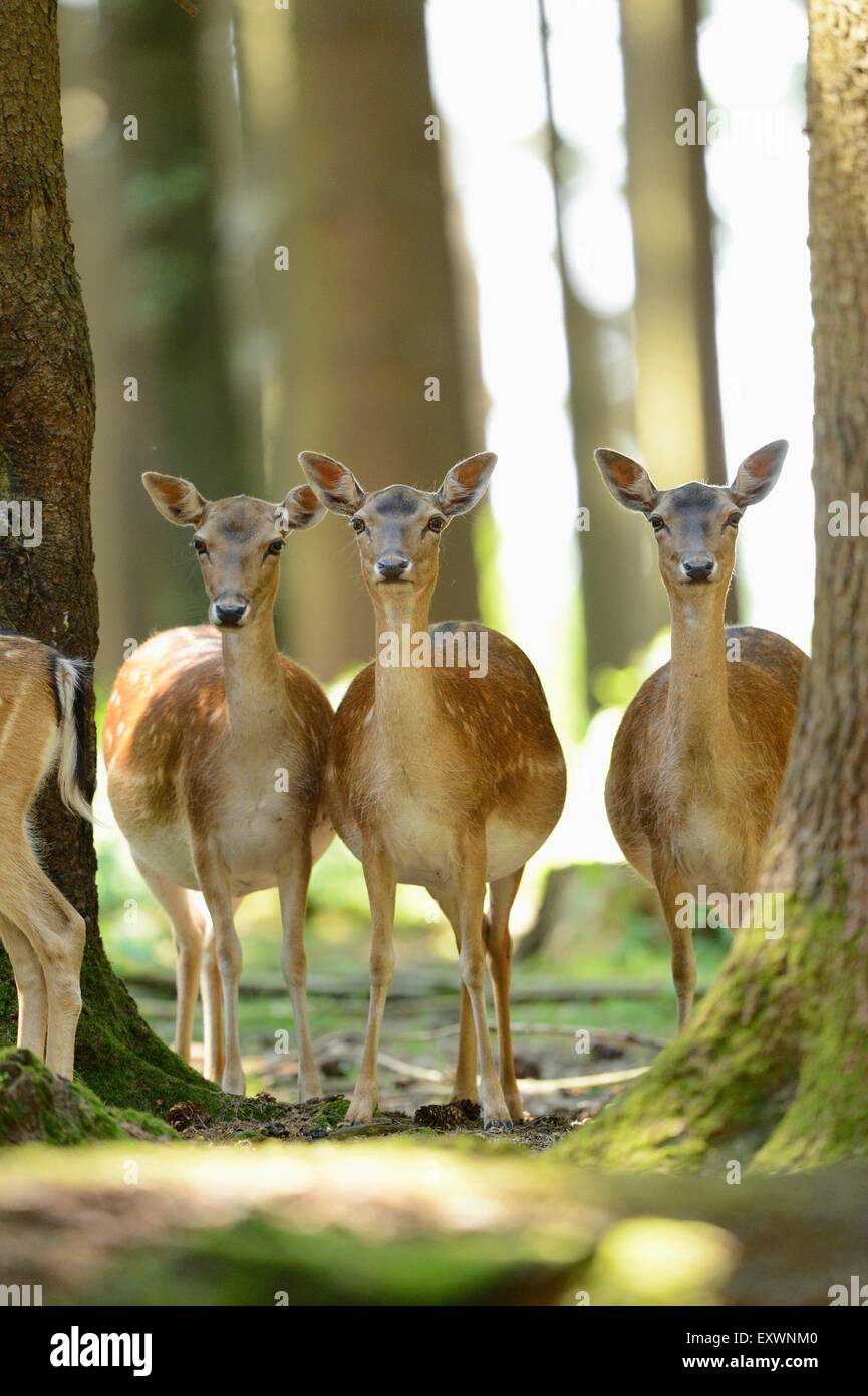 Fallow deer standing in a forest Stock Photo - Alamy