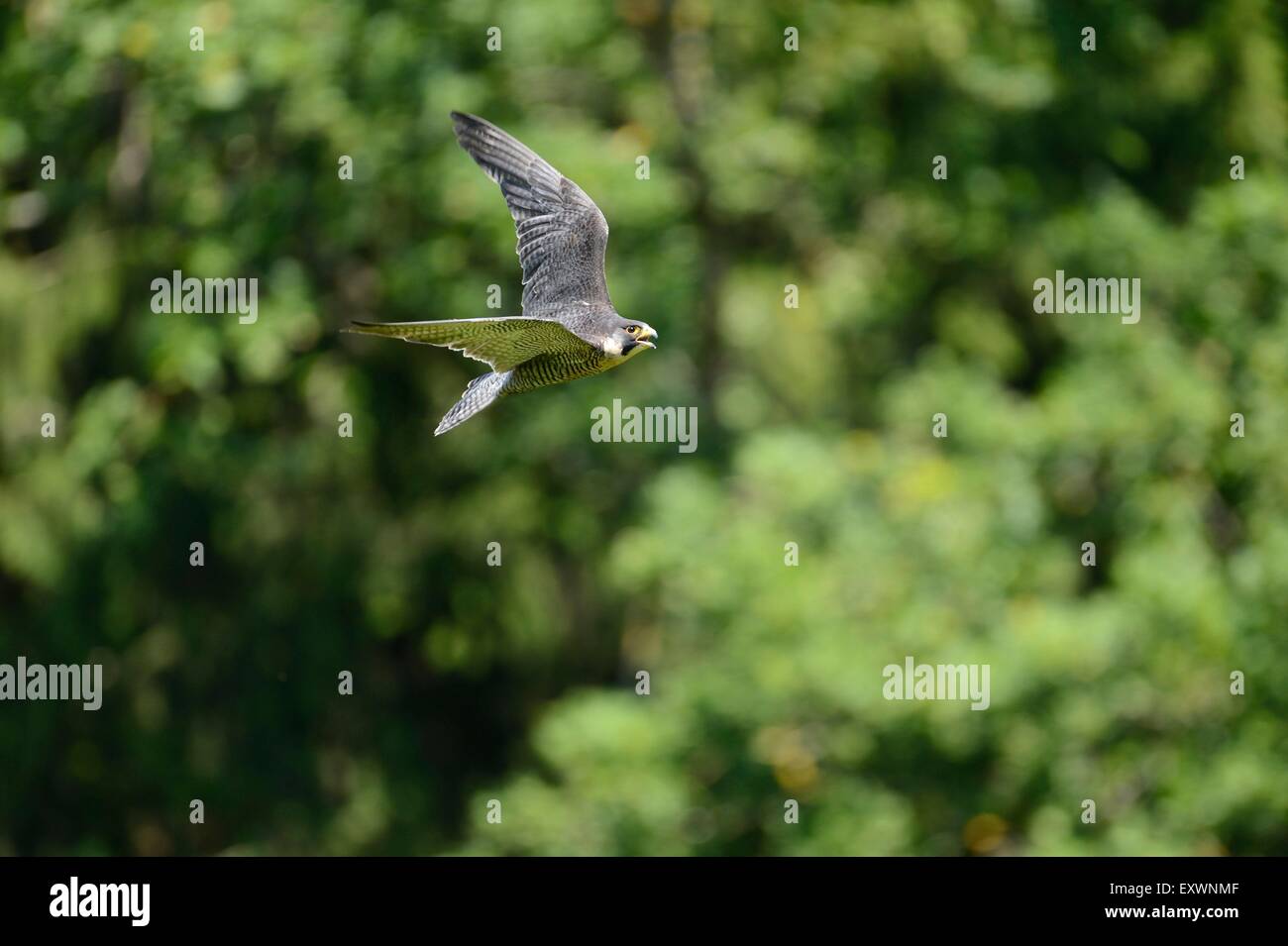 Flying falcon hi-res stock photography and images - Alamy