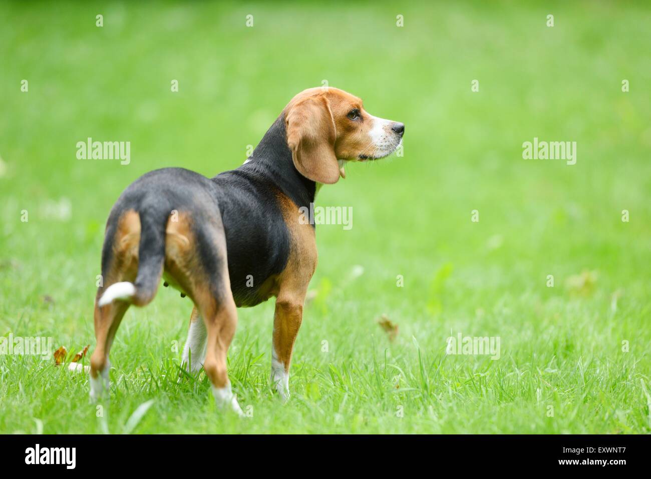 Back view upper bavaria hi-res stock photography and images - Alamy
