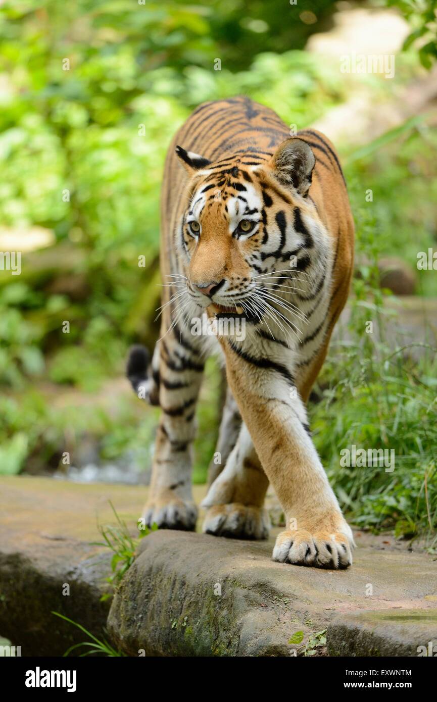 Tiger movement hi-res stock photography and images - Alamy