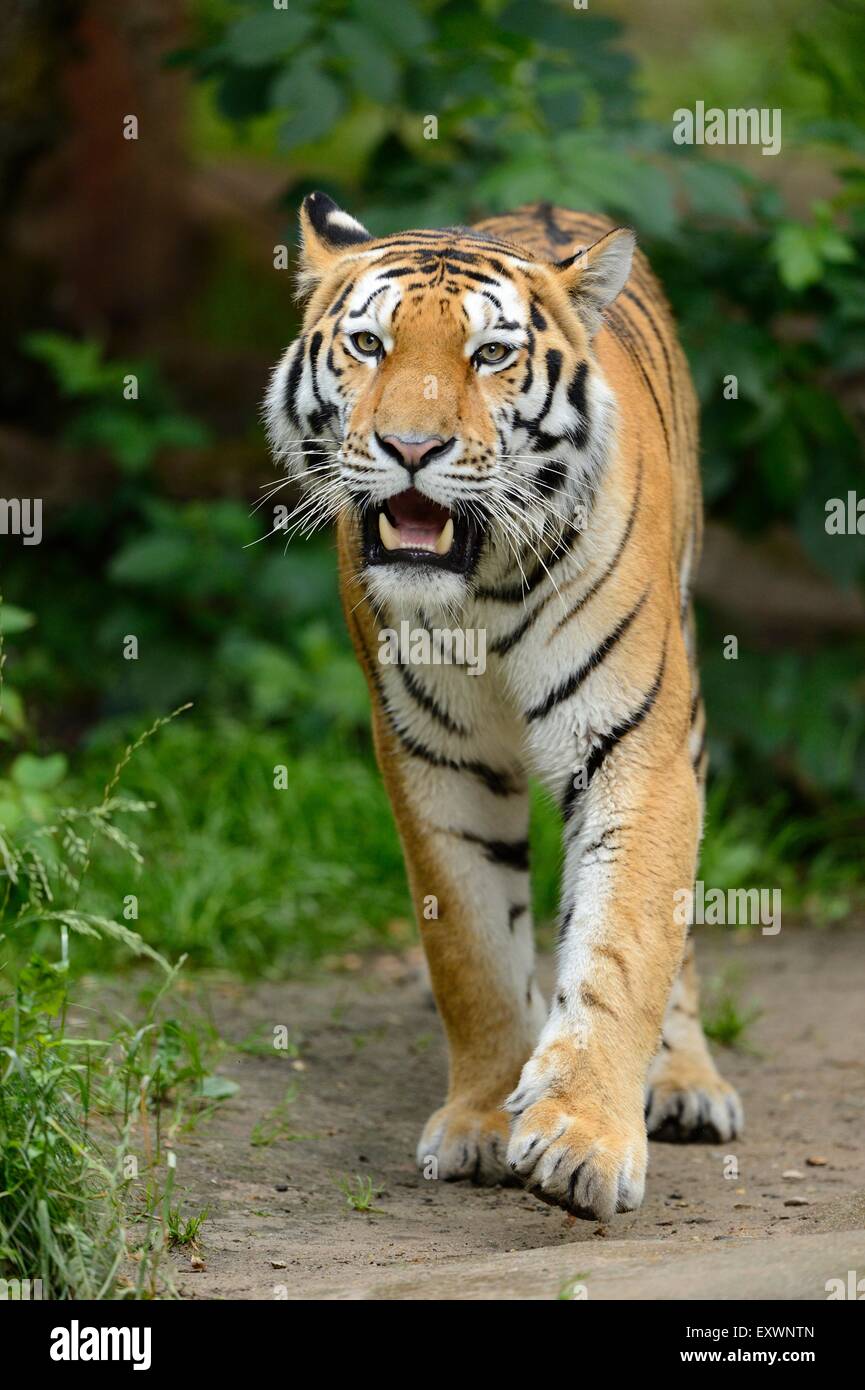 Siberian tiger, Bavaria, Germany Stock Photo - Alamy