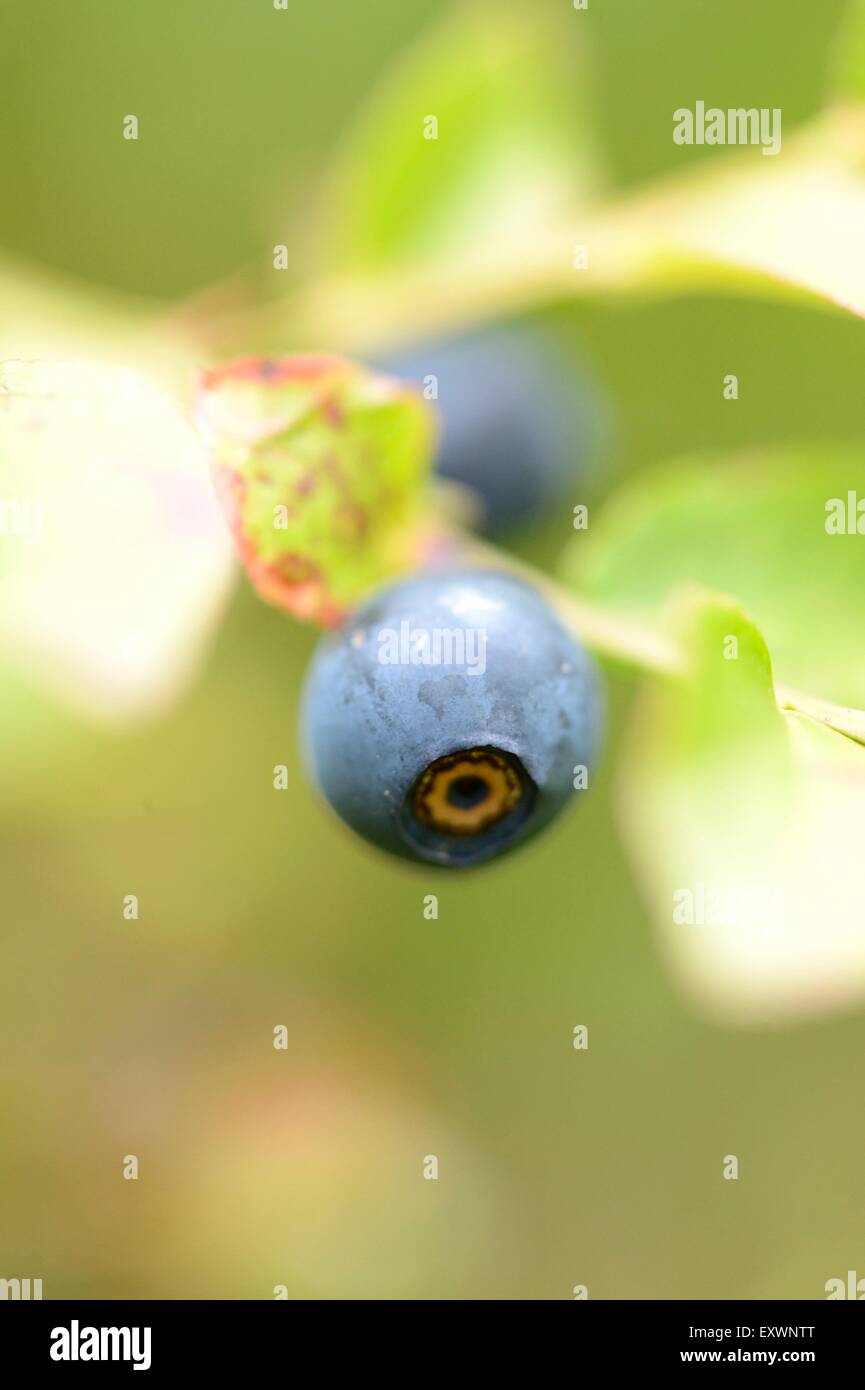 Close-up of blueberry Stock Photo - Alamy