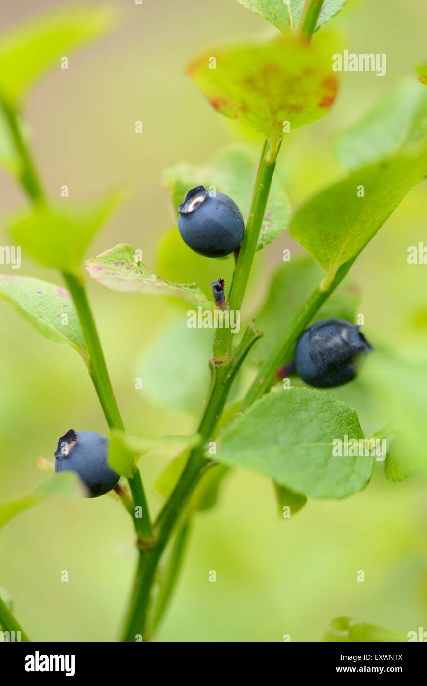 Close-up of blueberry Stock Photo - Alamy