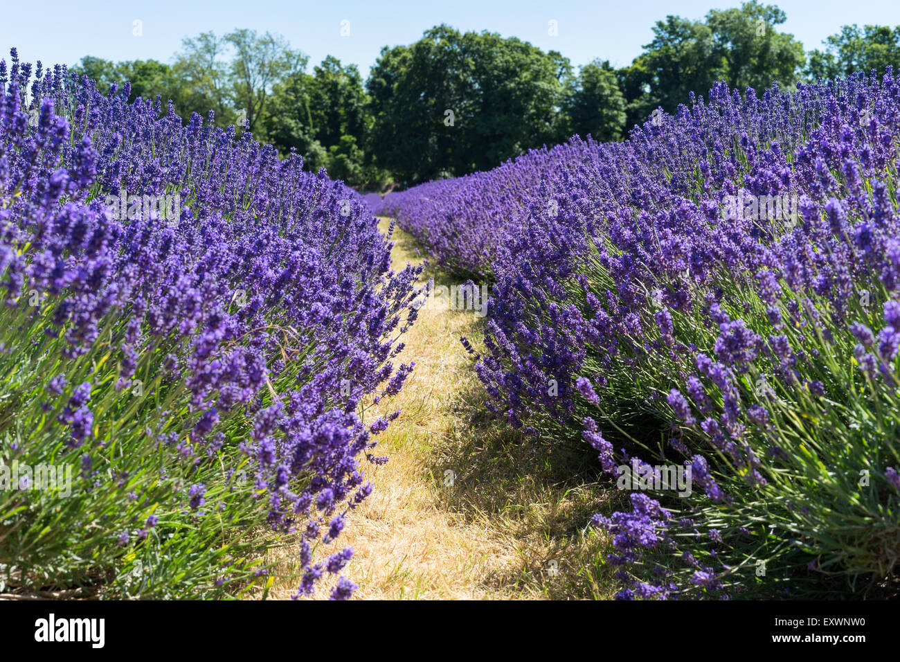 Lavender field banstead hi-res stock photography and images - Alamy