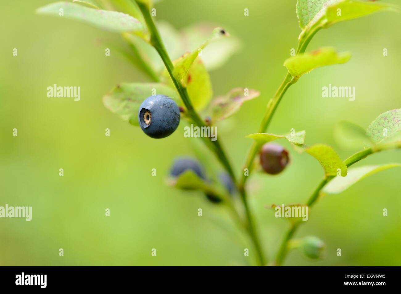 Close-up of blueberry Stock Photo - Alamy