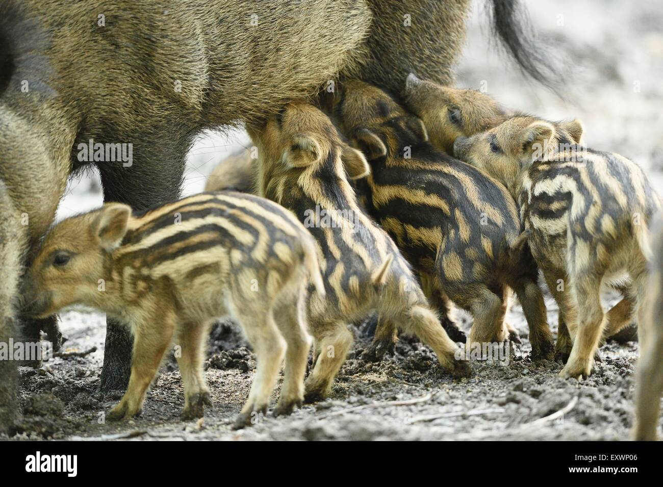 Wild boar mother breastfeeding her rookies Stock Photo - Alamy