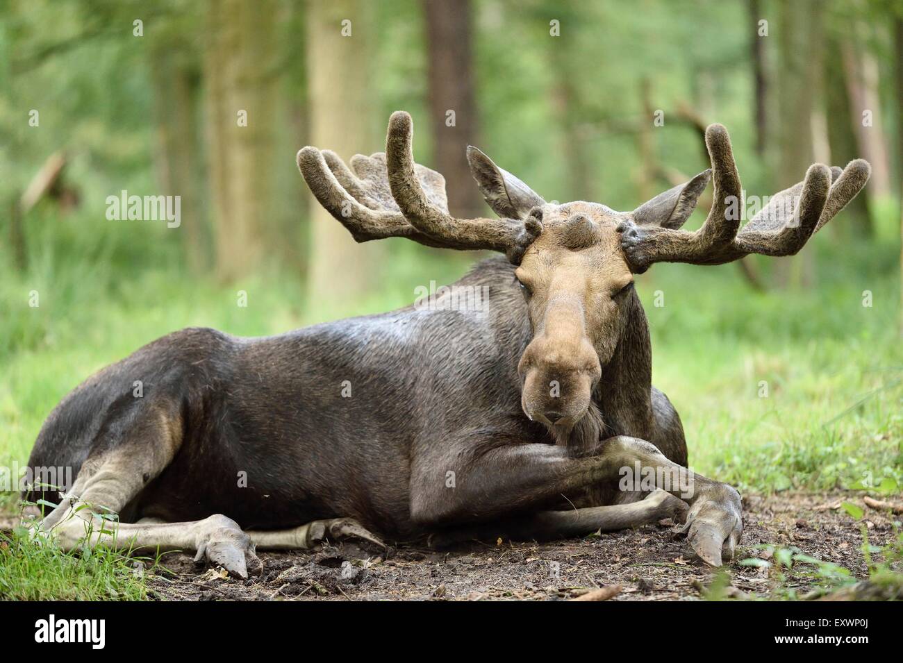 Bull elk side view head hi-res stock photography and images - Alamy