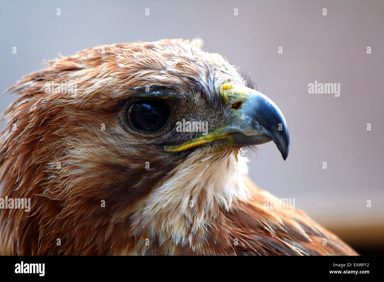 White tailed hawk hi-res stock photography and images - Alamy