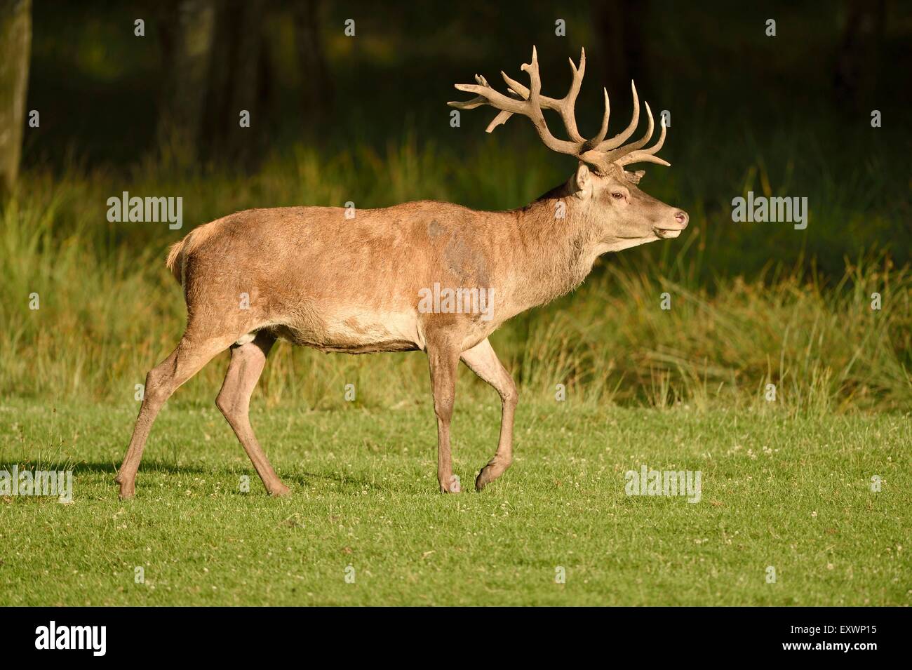 Male body movement hi-res stock photography and images - Alamy