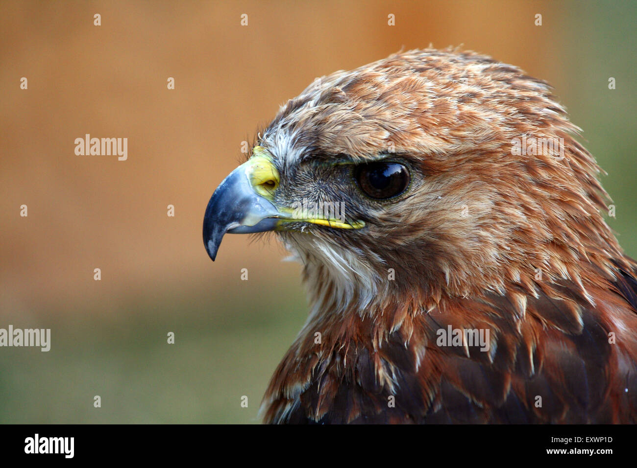 White tailed hawk hi-res stock photography and images - Alamy