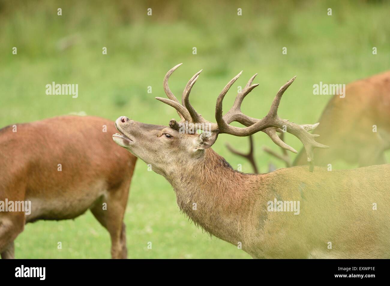 Male on a hi-res stock photography and images - Alamy