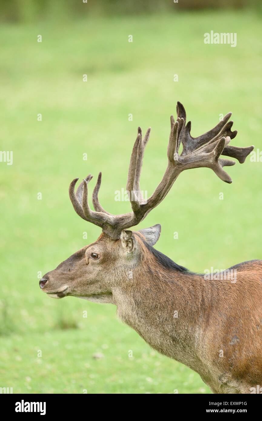 Close up red deer on hi-res stock photography and images - Alamy