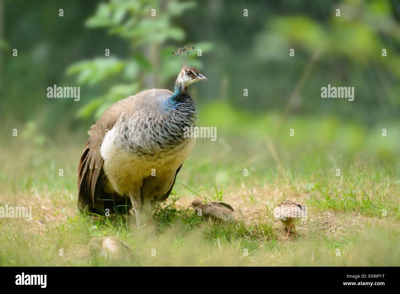 Peacock chicks hi-res stock photography and images - Alamy